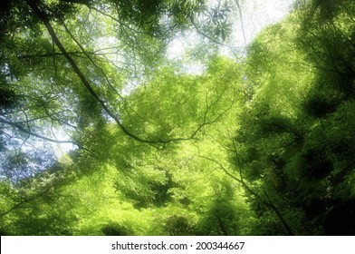 Image Verdure Stock Photo 200344667 | Shutterstock