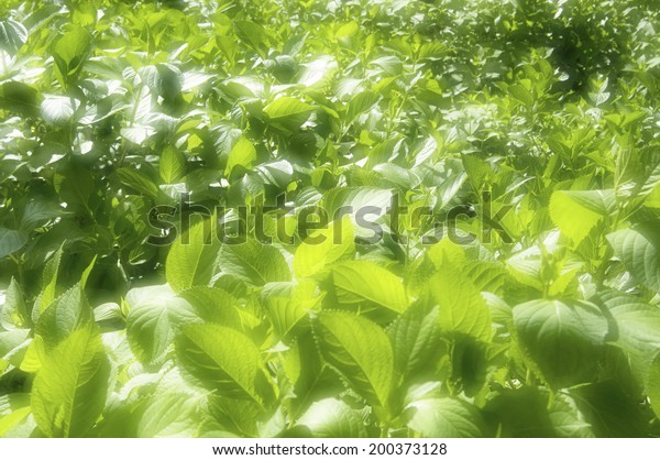 Image Verdure Stock Photo 200373128 | Shutterstock