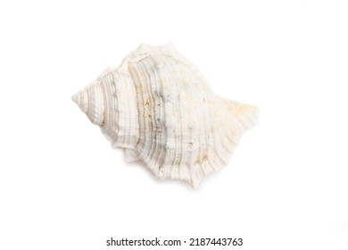 425 Spire sea shell Stock Photos, Images & Photography | Shutterstock
