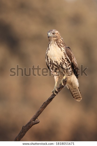 Image Young Red Tailed Hawk Stock Photo 1818051671 | Shutterstock