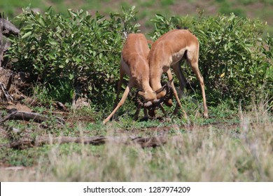 Impala Rams Fighting Stock Photo 1287974209 | Shutterstock