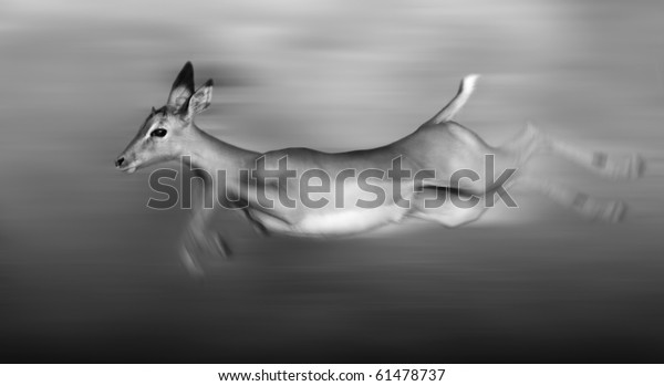 Impala Running Jumping Full Speed Stock Photo 61478737 | Shutterstock