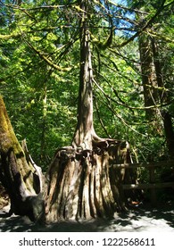 Impressing Example Buttress Root Shallowly Rooted Stock Photo ...