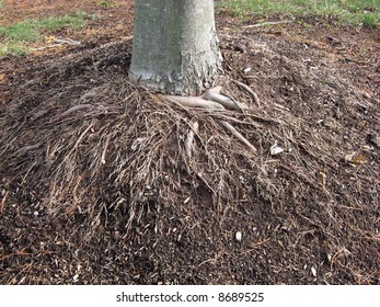 Tree with root ball : 1 457 images, photos et images vectorielles de ...