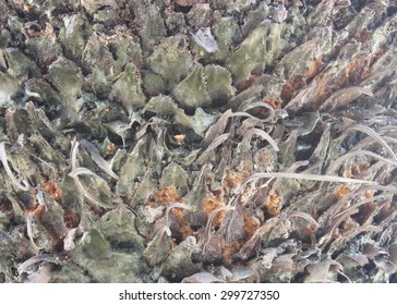 India Pine Tree Pine Thorns Called Stock Photo 299727350 | Shutterstock