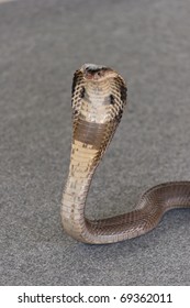 Indian Cobra Attack Stock Photo (Edit Now) 69362011