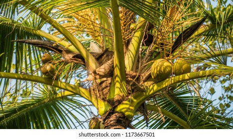 Indian Coconut Tree Stock Photo 1173667501 | Shutterstock