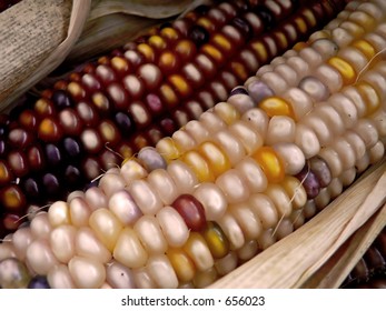 Indian Corn Stock Photo 656023 | Shutterstock