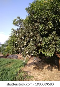 3,354 Indian Mango Tree Images, Stock Photos & Vectors | Shutterstock