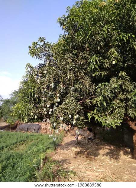 Indian Mango Trees Fields Stock Photo 1980889580 | Shutterstock
