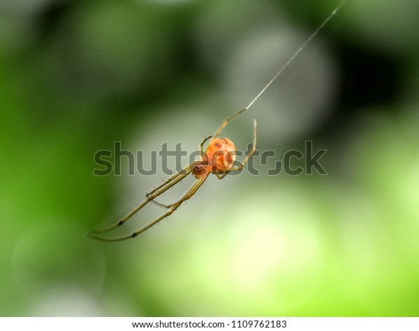 Indian Micro Spider Web Tree Stock Photo 1109762183 | Shutterstock