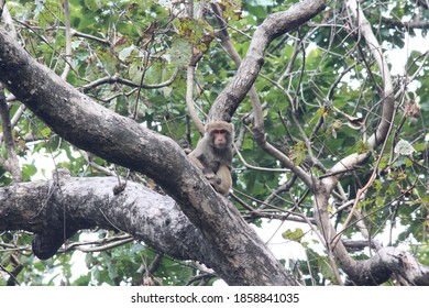 393 Indian red faced monkey Images, Stock Photos & Vectors | Shutterstock