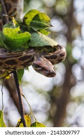 245 Rock python tree Images, Stock Photos & Vectors | Shutterstock