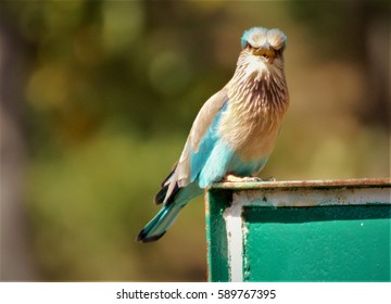 67 Neelkanth bird Images, Stock Photos & Vectors | Shutterstock