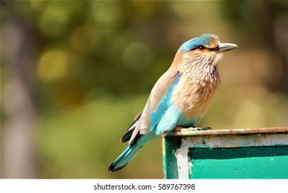 67 Neelkanth bird Images, Stock Photos & Vectors | Shutterstock
