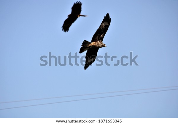 Indian Spotted Eagle Flying Sky Stock Photo 1871653345 | Shutterstock