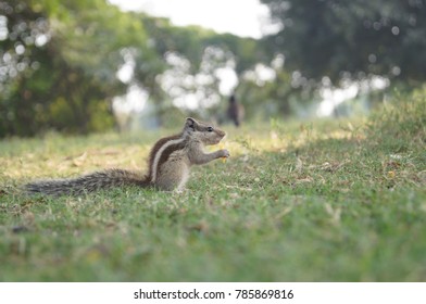 Indian Squirrel Stock Photo 785869816 | Shutterstock