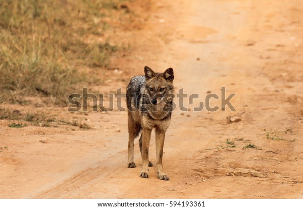 Indian Wolf Stock Photo 594193361 | Shutterstock