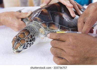 17,093 Animal Injection Images, Stock Photos & Vectors | Shutterstock