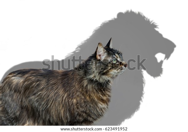 32 Lions Daring Stock Photos, Images & Photography | Shutterstock