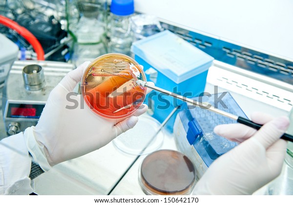 Inoculating Loop Spreading Bacteria Petri Plate Stock Photo (Edit Now ...