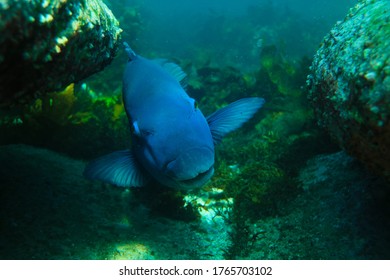 186 Blue groper Images, Stock Photos & Vectors | Shutterstock