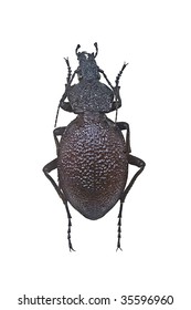 Carabus Procerus Scabrosus Tauricus Stock Photo (Edit Now) 38853910