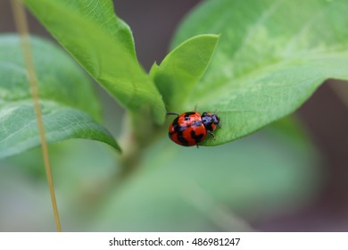 Insect Stock Photo 486981247 | Shutterstock