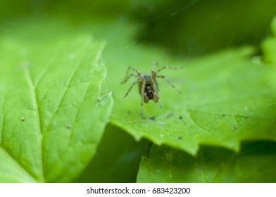 Bugs Life After Raining Stock Photo 1341258731 | Shutterstock