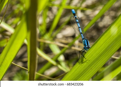Insect Stock Photo 683423206 | Shutterstock