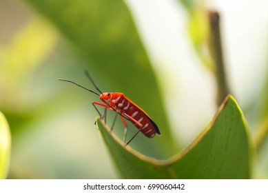 Insect Stock Photo 699060442 | Shutterstock
