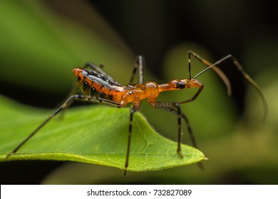 Side View Stink Bugs Mating On Stock Photo 1804698115 | Shutterstock
