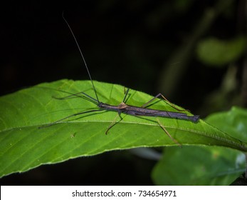 Insect Amazon Rainforest Stock Photo 734654971 | Shutterstock