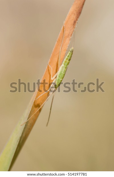 Insect Behind Grass Leaf Stock Photo 514197781 | Shutterstock
