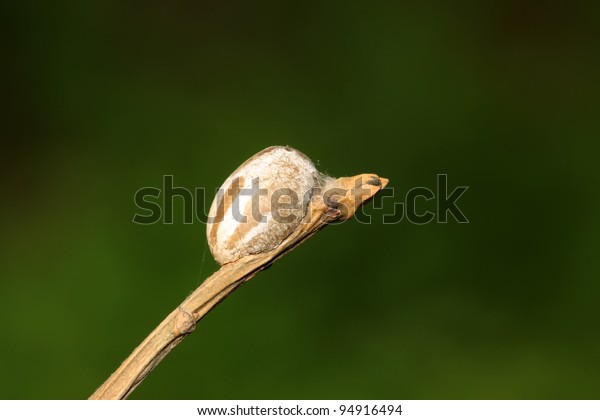 Insect Eggs On Tree Branches Taken Stock Photo 94916494 | Shutterstock