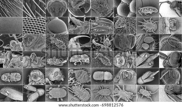 Insect Electron Microscope Photos Beetles Parasitic Stock Photo ...