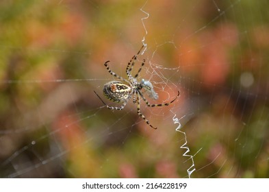 Insect Forest Ecosystem Stock Photo 2164228199 | Shutterstock