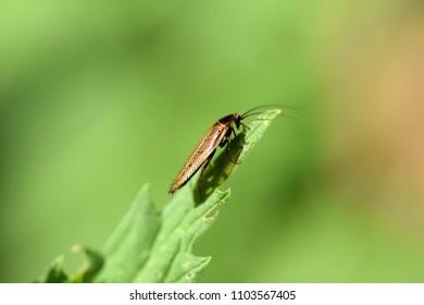 Insect Genus Ectobius Blattodea Stock Photo 1103567405 | Shutterstock
