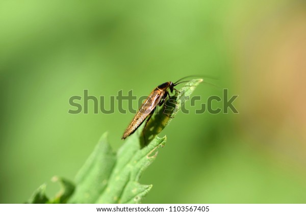 Insect Genus Ectobius Blattodea Stock Photo 1103567405 | Shutterstock