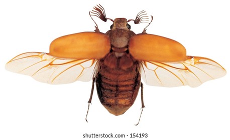 Insect Image Stock Photo 154193 | Shutterstock