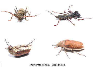 87 Uropygi 이미지, 스톡 사진 및 벡터 | Shutterstock