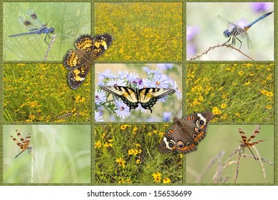 Cecropia Moth Stock Photo 196096193 | Shutterstock