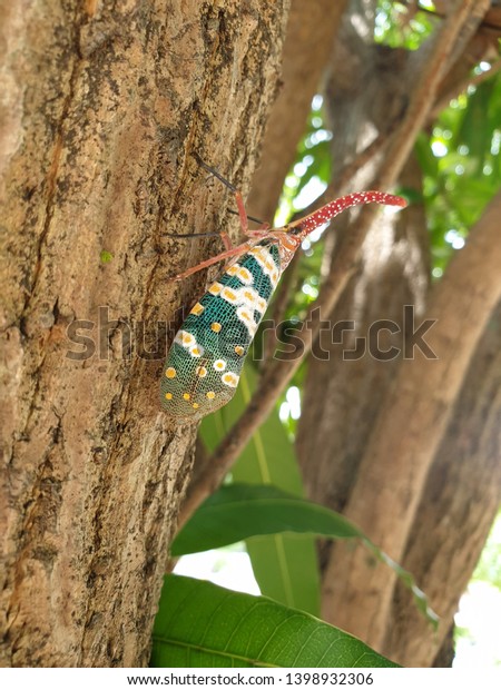 Insect On Mango Tree Stock Photo 1398932306 | Shutterstock