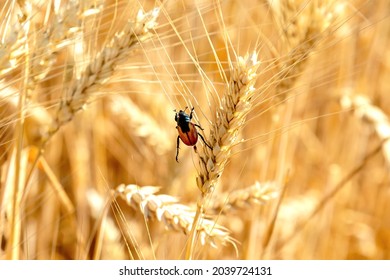 Insect Pests Bread Beetle Forge Beetle Stock Photo 2039724131 ...