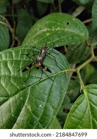Insect Pests That Process Mating On Stock Photo 2184847699 | Shutterstock