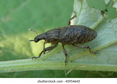 Invader African Black Beetle Stock Photo 1368900500 | Shutterstock