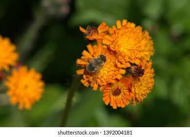 Insect Pollinating Orange Hawkweed Devils Paintbrush Stock Photo ...