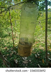 Insect Trap Below Trees Stock Photo 1560333692 | Shutterstock
