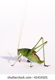Insect White Background Stock Photo 41414101 | Shutterstock