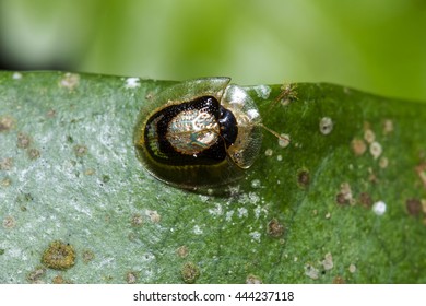 59 Ladder marked longhorn beetle Images, Stock Photos & Vectors ...